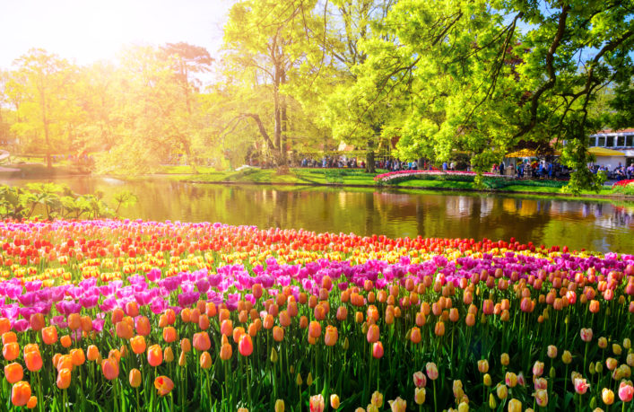 Floracion tulipanes en holanda ¡ya ha comenzado!